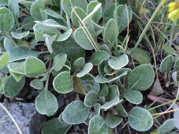 Sulphur Flower | Project Noah