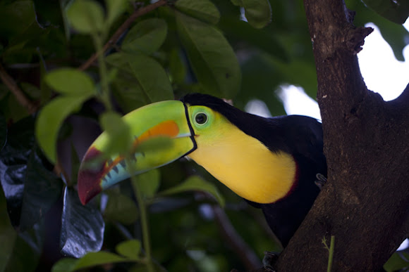 Keel-billed Toucan | Project Noah