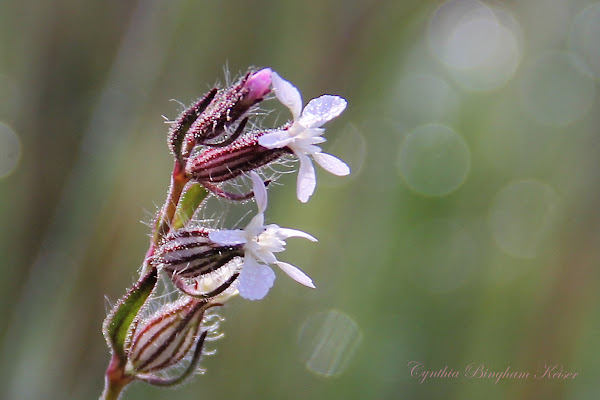 Windmill Pink | Project Noah