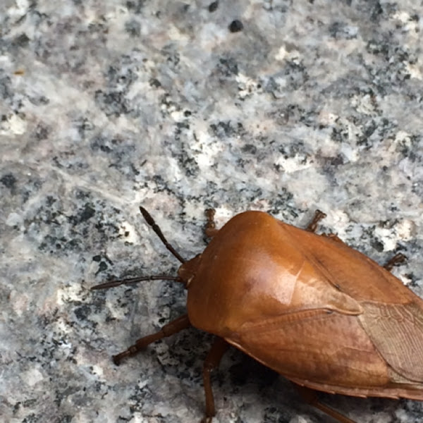 Lychee Giant Stink Bug | Project Noah
