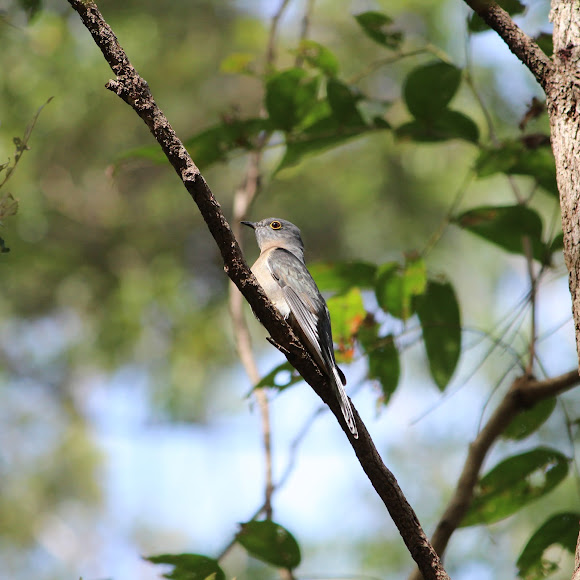 Fan-tailed Cuckoo | Project Noah