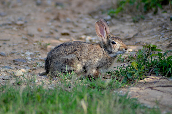 Swamp Rabbit | Project Noah