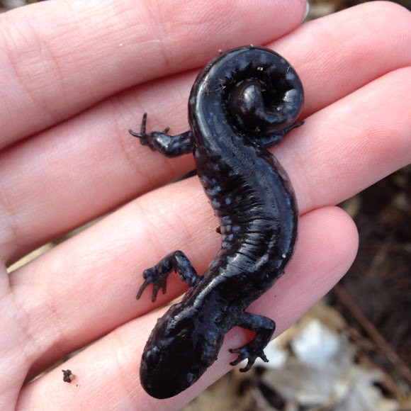 Blue Spotted Salamander | Project Noah