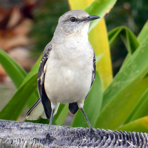 Northern Mockingbird | Project Noah