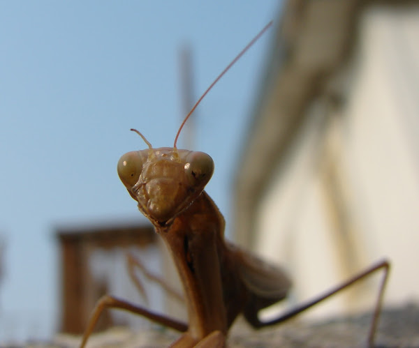 Tan praying mantis | Project Noah