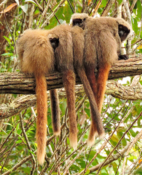 Guigó | Project Noah