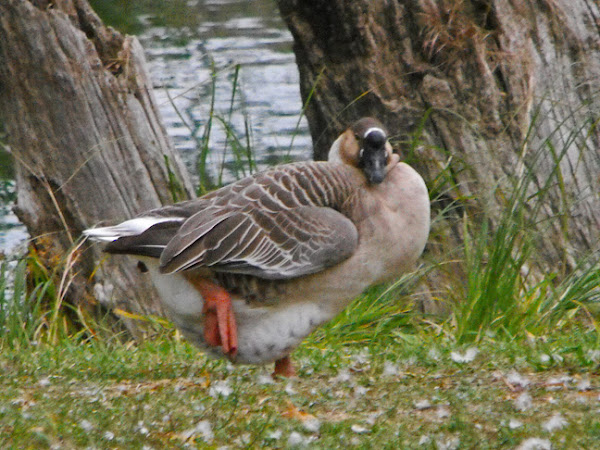 Domestic Brown Chinese Goose | Project Noah