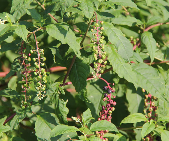 Common Pokeweed | Project Noah