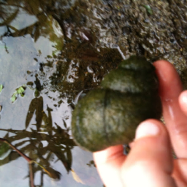 Orb snail | Project Noah