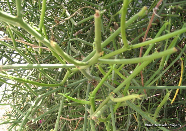 Firestick Plants, Indian Tree Spurge, Naked Lady, Pencil Tree, Sticks ...