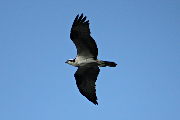 Osprey | Project Noah