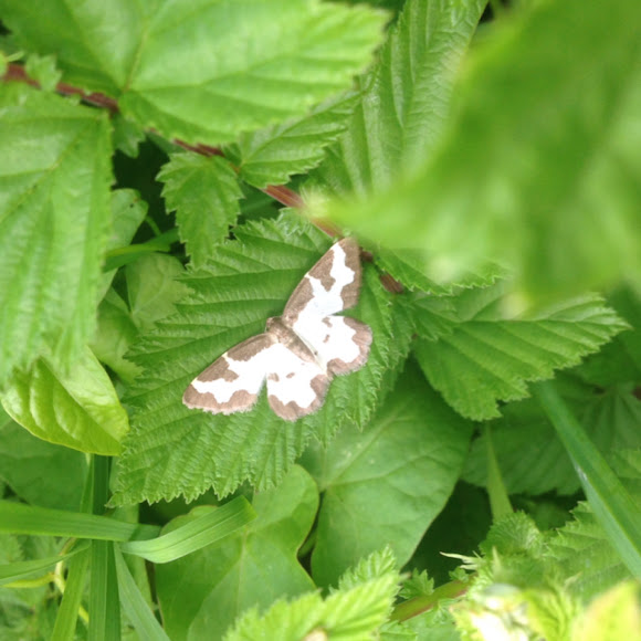 Clouded Border | Project Noah