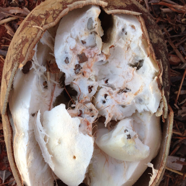 Boab Nut | Project Noah