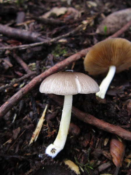 Bolbitius reticulatus | Project Noah