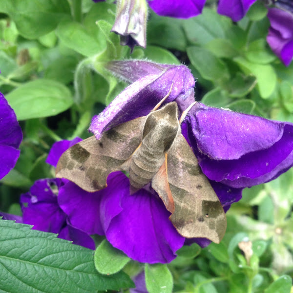 Virginia Creeper (Hog) Sphinx Moth | Project Noah