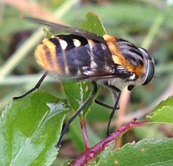 Flower Feeding March-fly | Project Noah