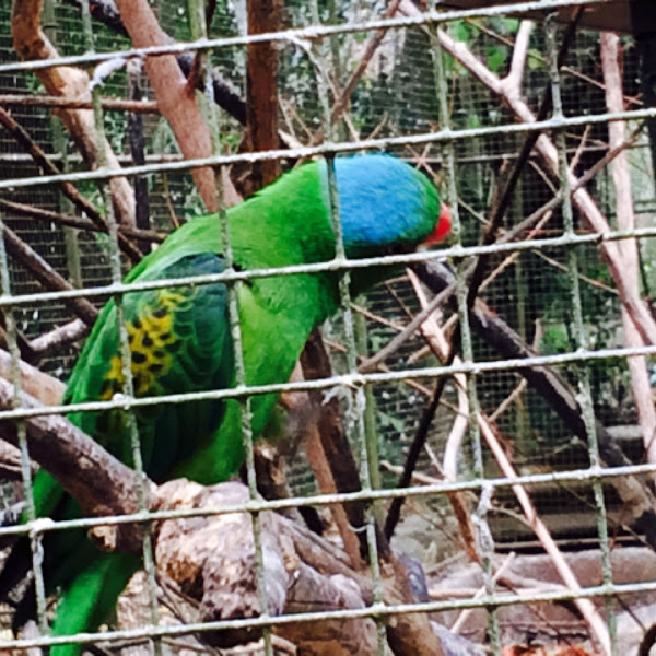 Parrot, pikoy | Project Noah