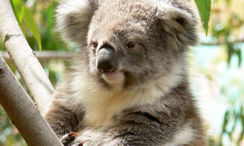 Koala wallpaper - Imagui