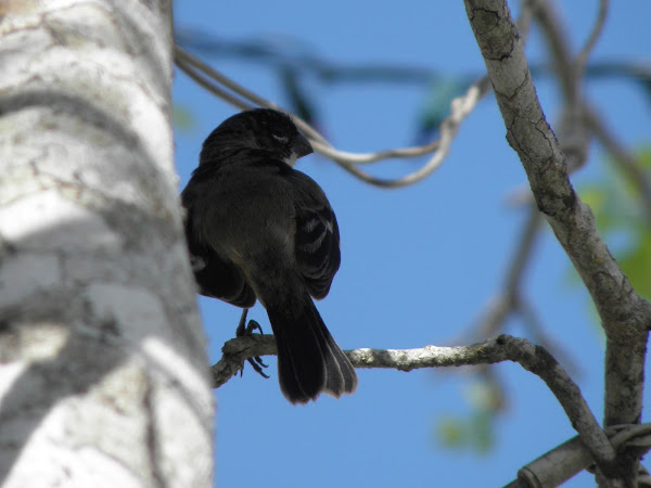 white collared seedeater | Project Noah