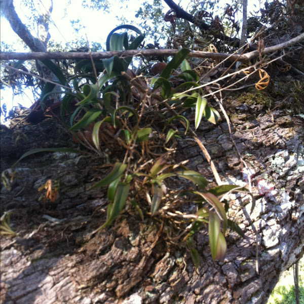GTM NERR Plant Hunt | Project Noah