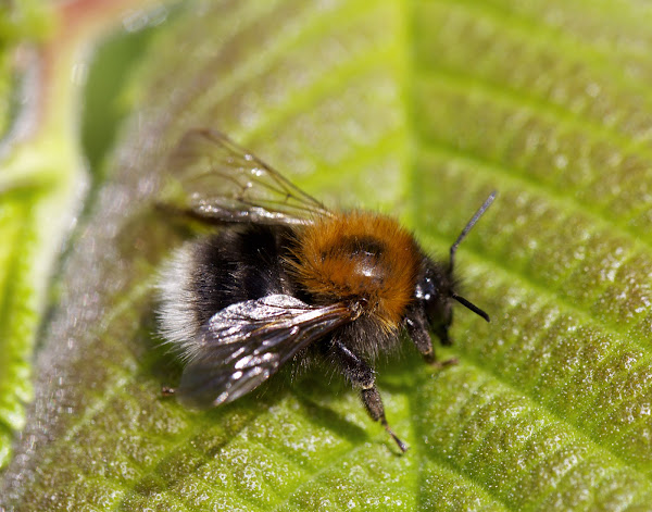 Tree bumblebee | Project Noah