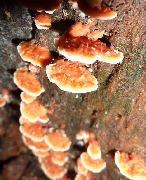 Hongo | Project Noah