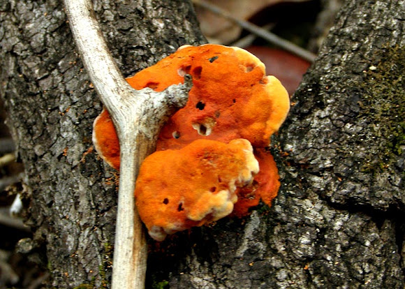 bracket fungus | Project Noah