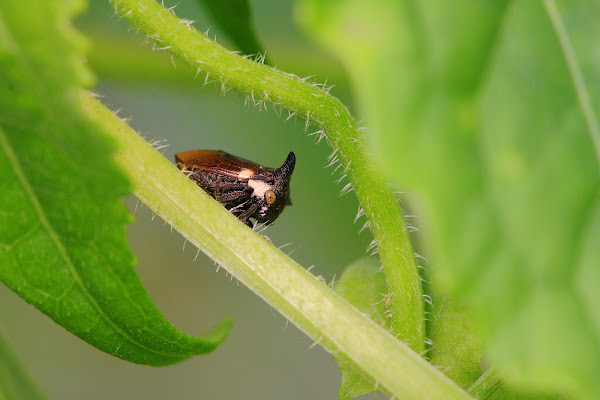Cow Bug or Ox Bug | Project Noah