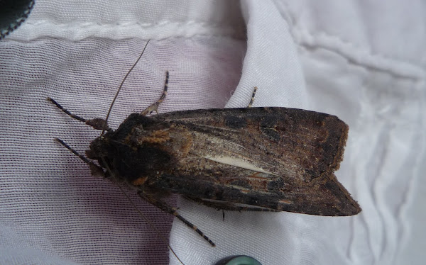Polilla de la ropa | Project Noah