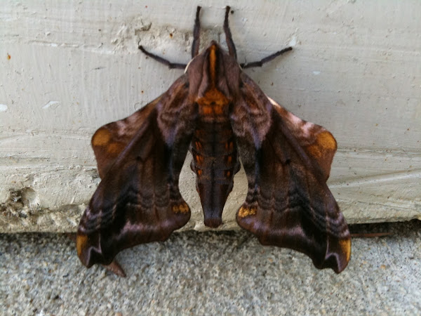 Small-eyed Sphinx Moth | Project Noah