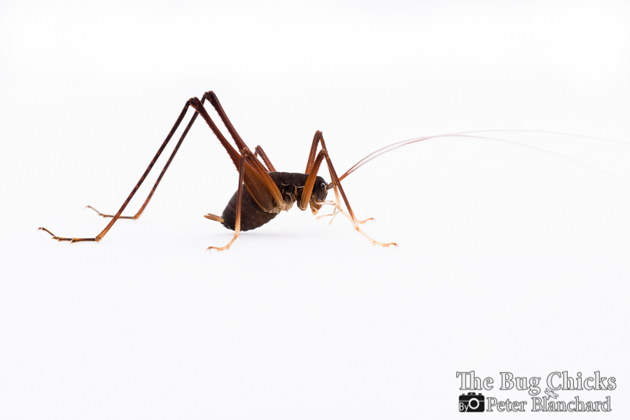 Yellow Cave Cricket | Project Noah