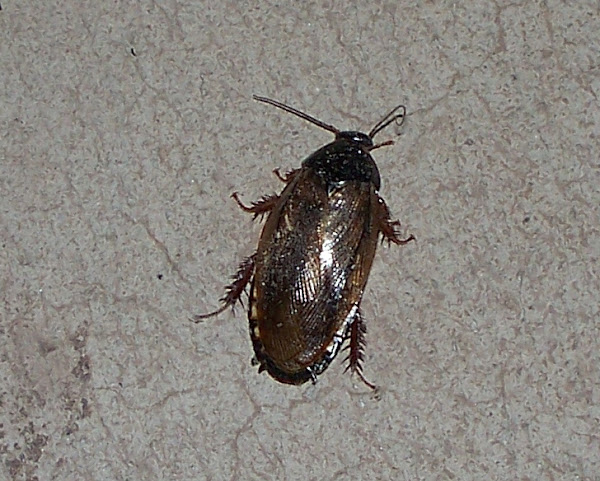 Surinam Cockroach | Project Noah