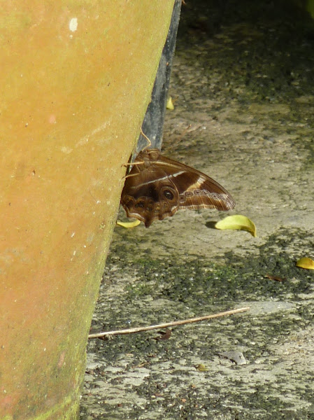 Bamboo Tree Brown | Project Noah