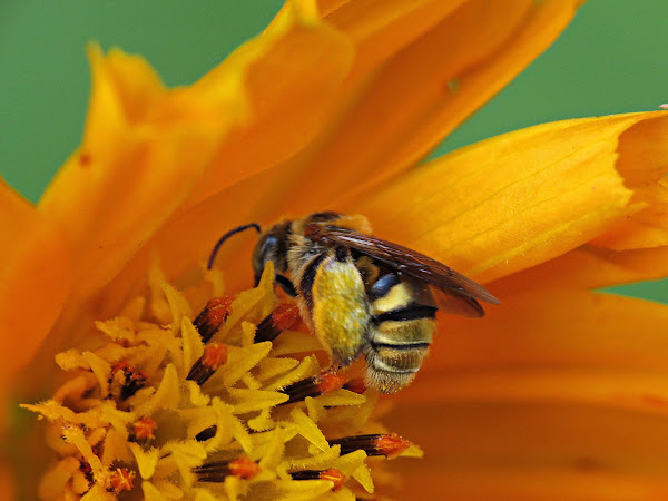 Exomalopsis sp. | Project Noah