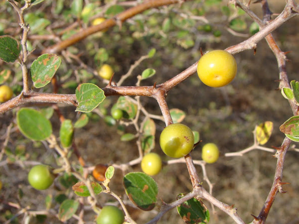 Jujube / இலந்தை பழம் (Elantha palam) | Project Noah