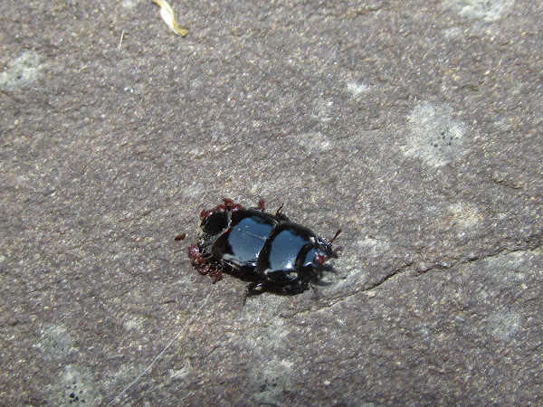 Clown Beetle | Project Noah