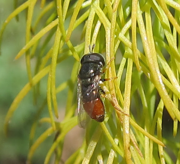 Hover Fly | Project Noah