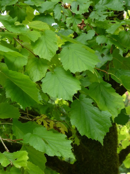 Turkish Filbert | Project Noah