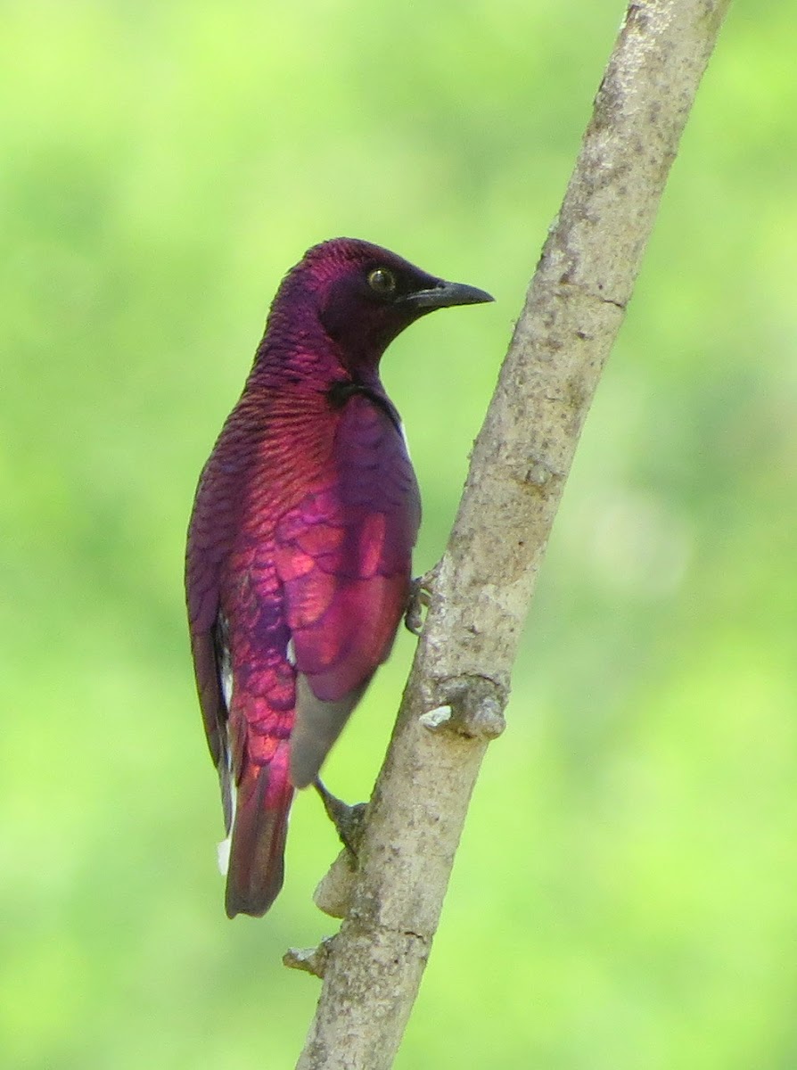 Violet-backed starling | Project Noah