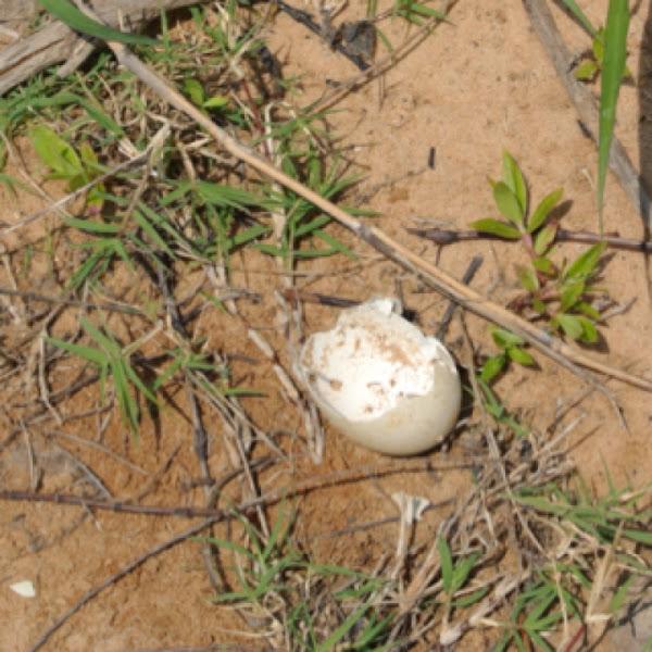 Eggshell | Project Noah