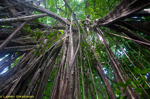 Matapalo Tree | Project Noah