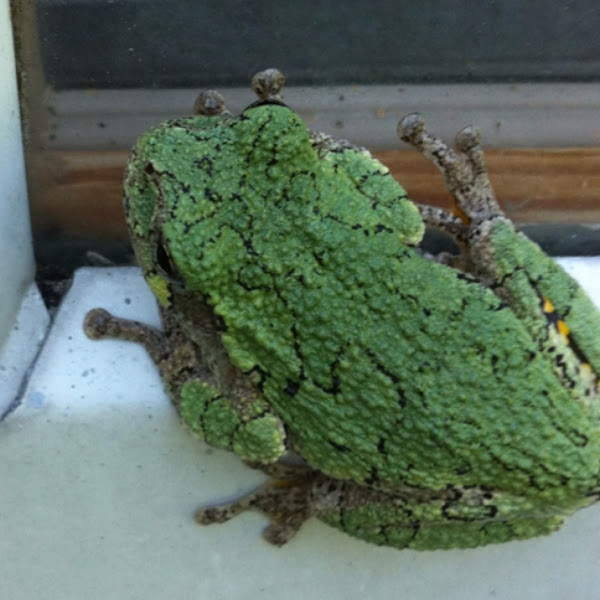 Gray/Cope's Gray Tree Frog | Project Noah