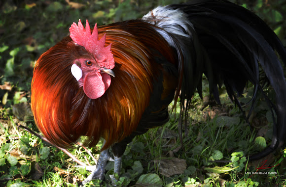 Minohiki-Chabo | Project Noah