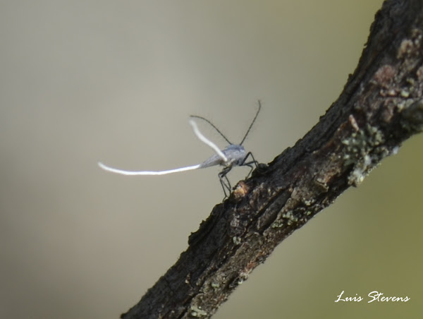 Mealy bug (male) | Project Noah