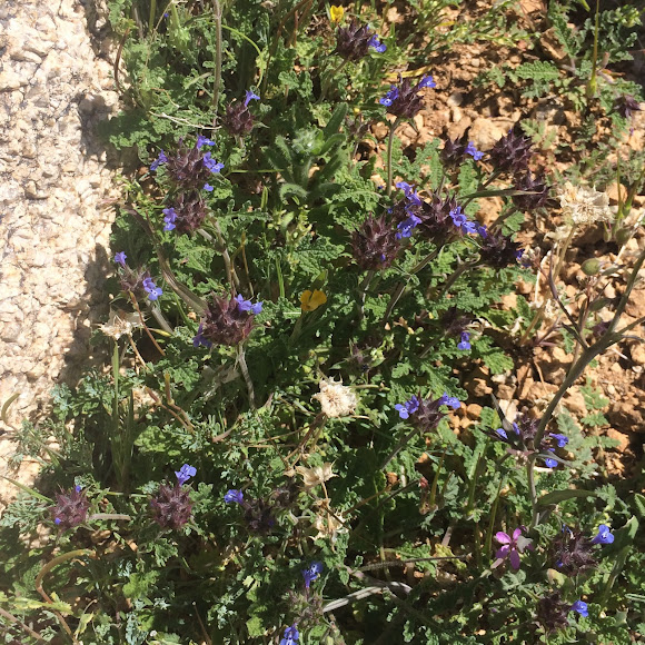 Desert Chia | Project Noah