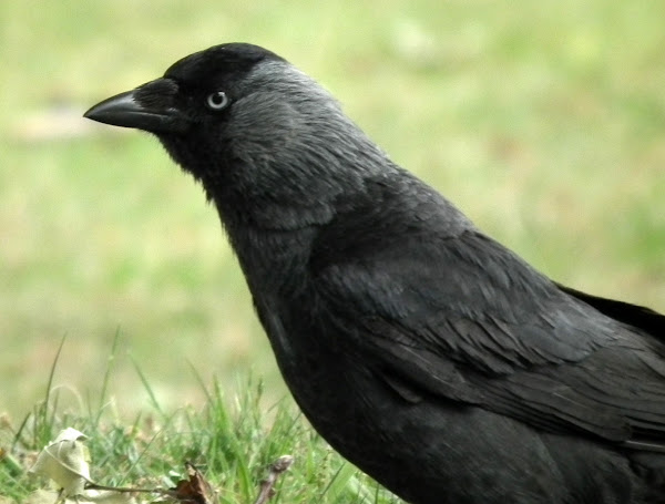 Jackdaw | Project Noah