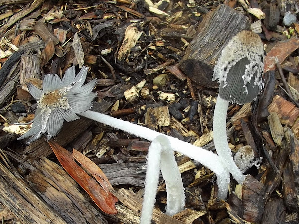 Grey shag (Ink cap) | Project Noah