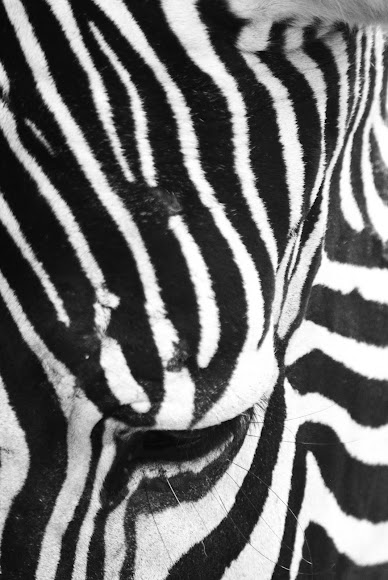 Grévy's Zebra | Project Noah