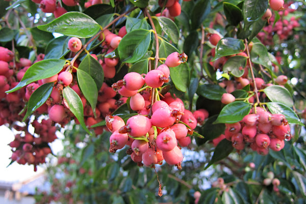 Lilli Pilli | Project Noah