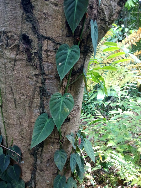 Heart Leaf Ivy | Project Noah